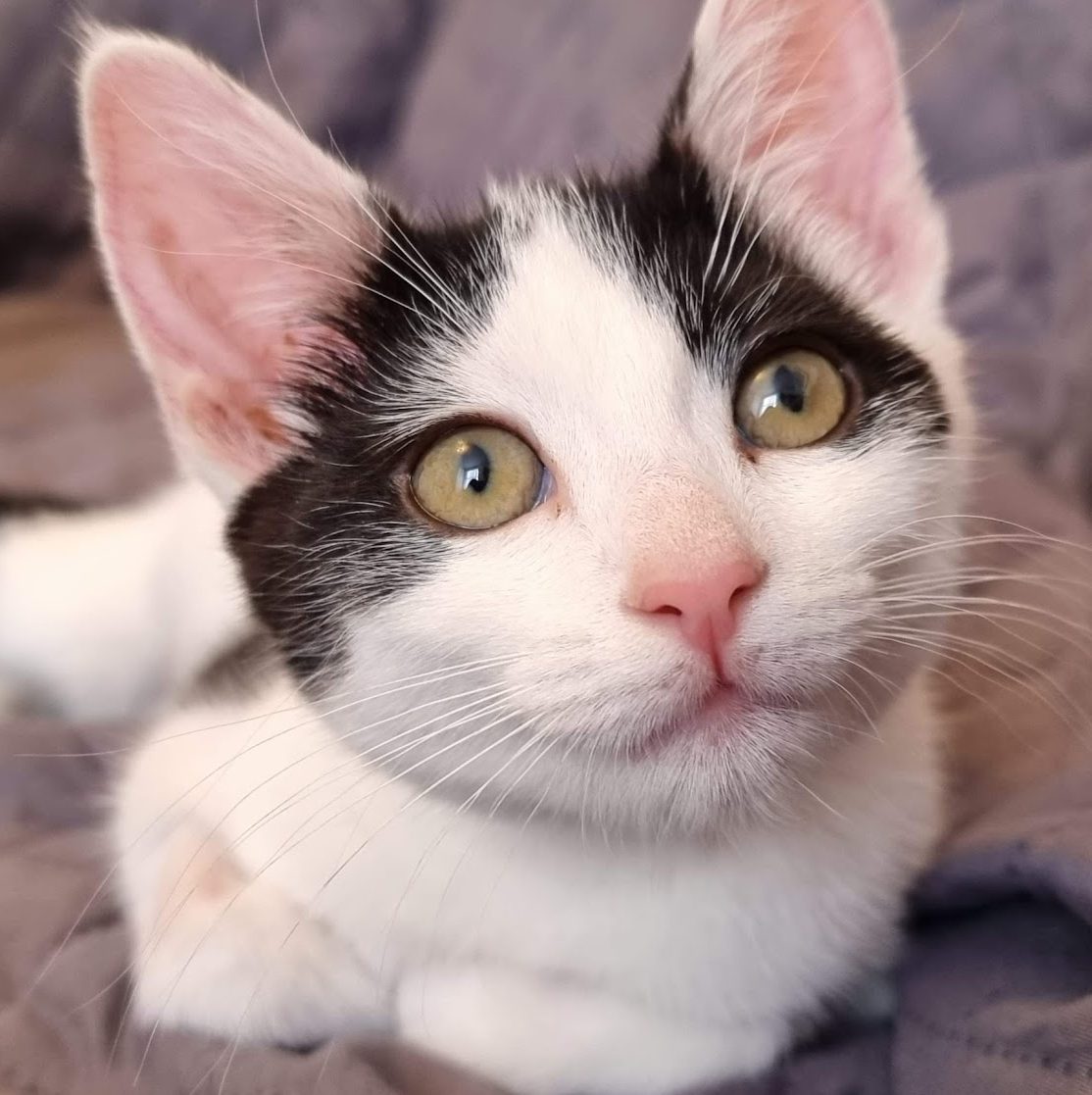 Holly's Merry Moggies – Rooting for the undermogs